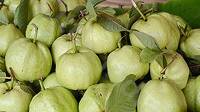 Guava (Amarud) - 1kg Thai big size